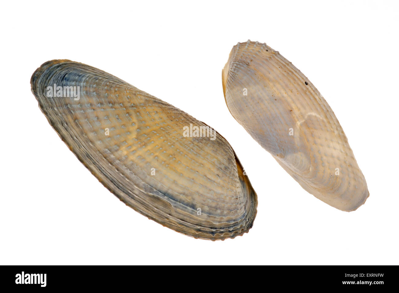Piddocks uk hi-res stock photography and images - Alamy