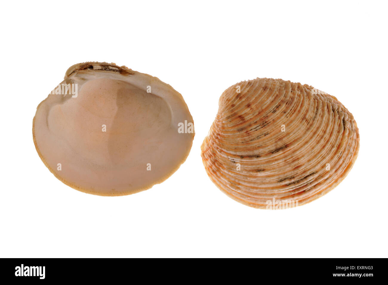 Warty venus (Venus verrucosa) shells on white background Stock Photo ...