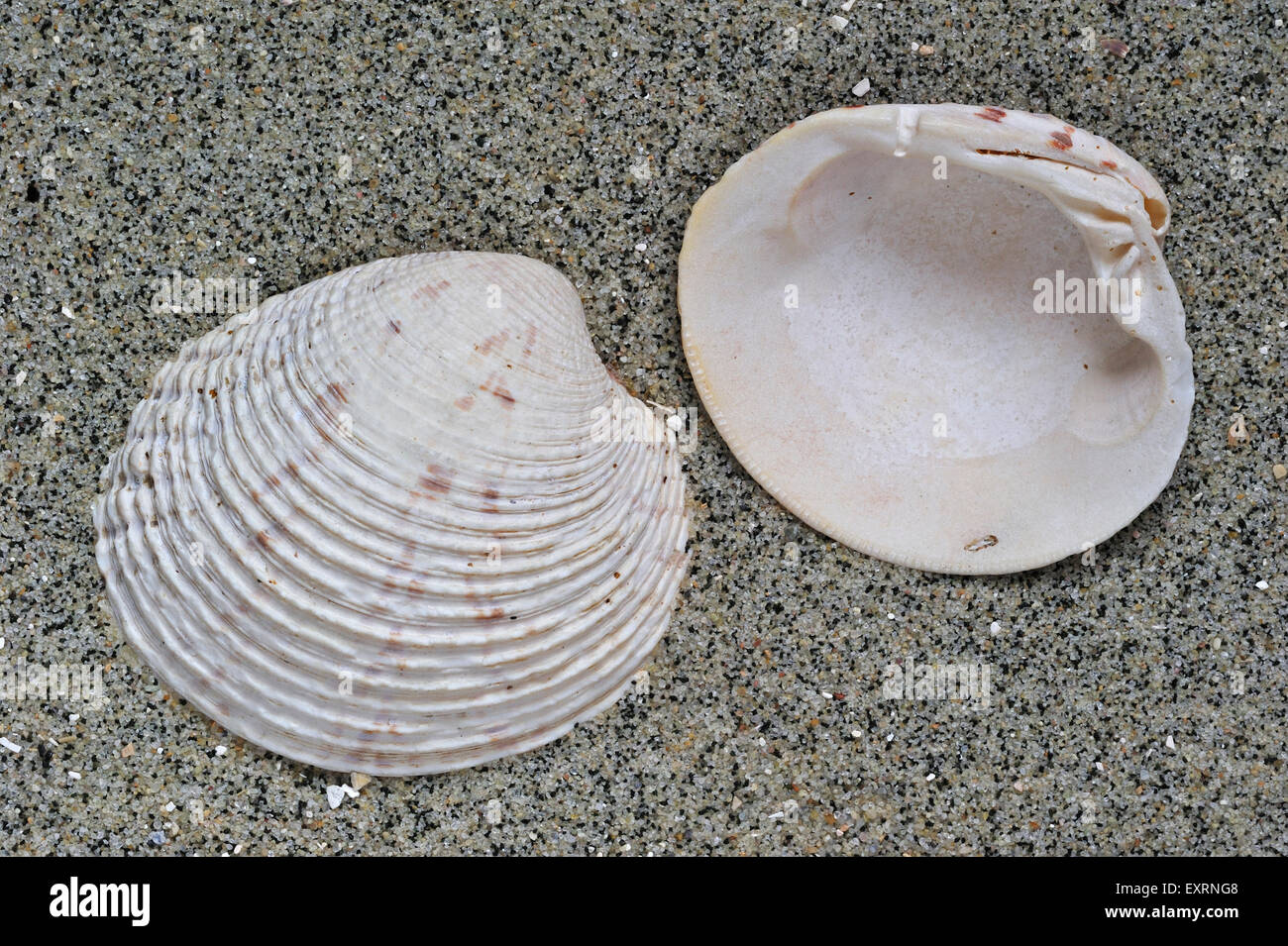 Warty venus (Venus verrucosa) shells washed on beach Stock Photo - Alamy