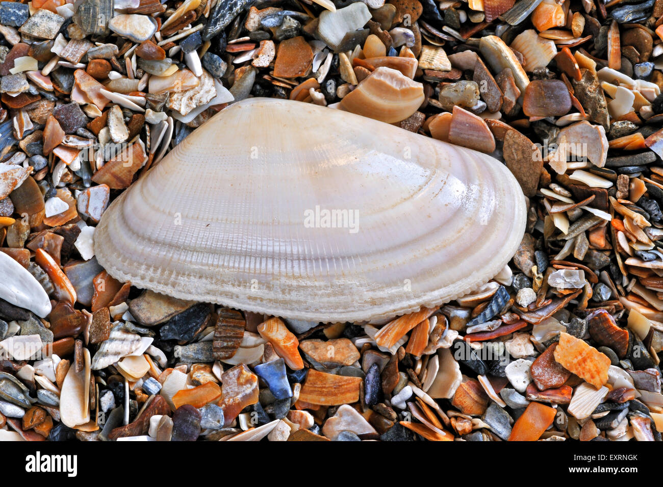 Banded wedge shell (Donax vittatus) washed on beach Stock Photo - Alamy