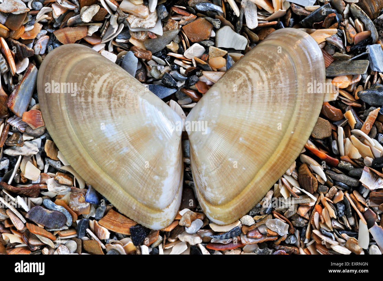 Wedge shell donax vittatus hi-res stock photography and images - Alamy