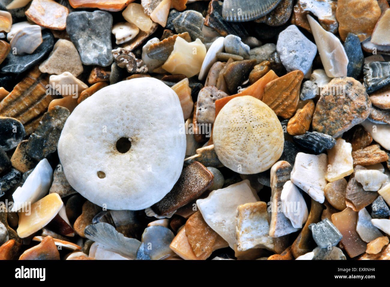 Pea urchins (Echinocyamus pusillus) washed on beach Stock Photo - Alamy