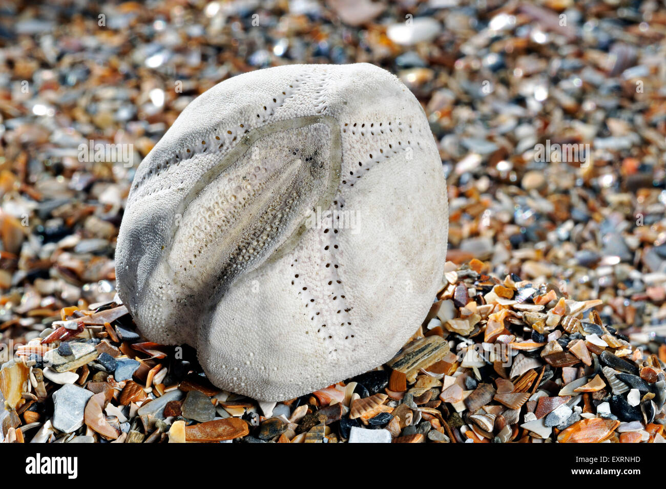 Sea potato / Heart urchin (Echinocardium cordatum) washed on beach ...