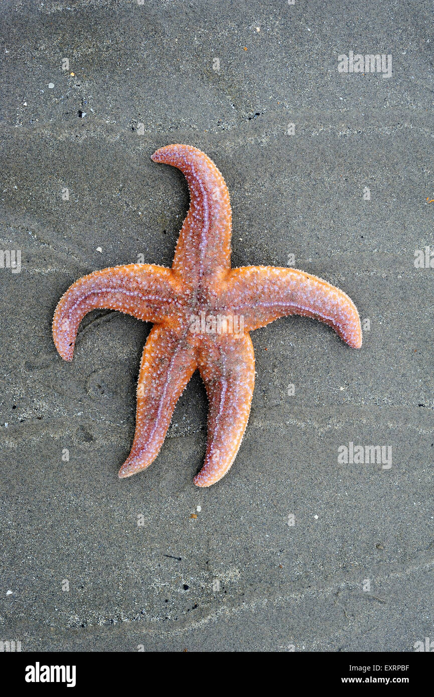 Starfish uk hi-res stock photography and images - Alamy