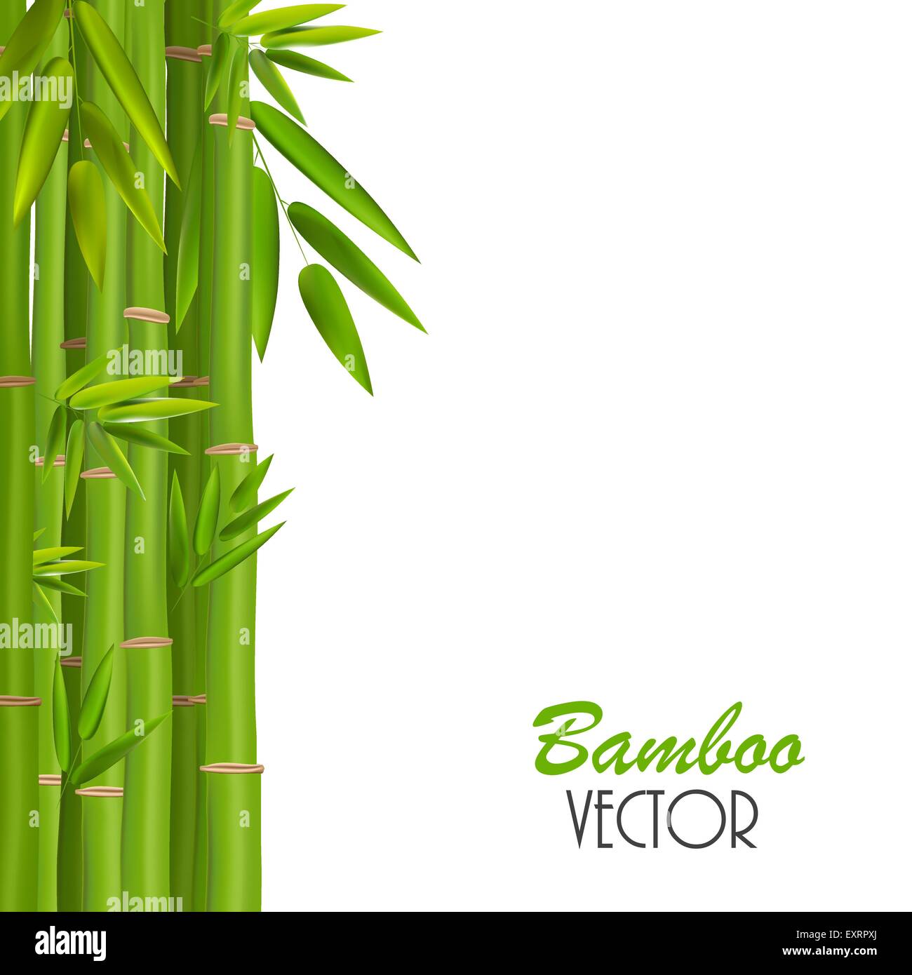 Colorful Stems and Bamboo Leaves. Vector Illustration Stock Vector ...