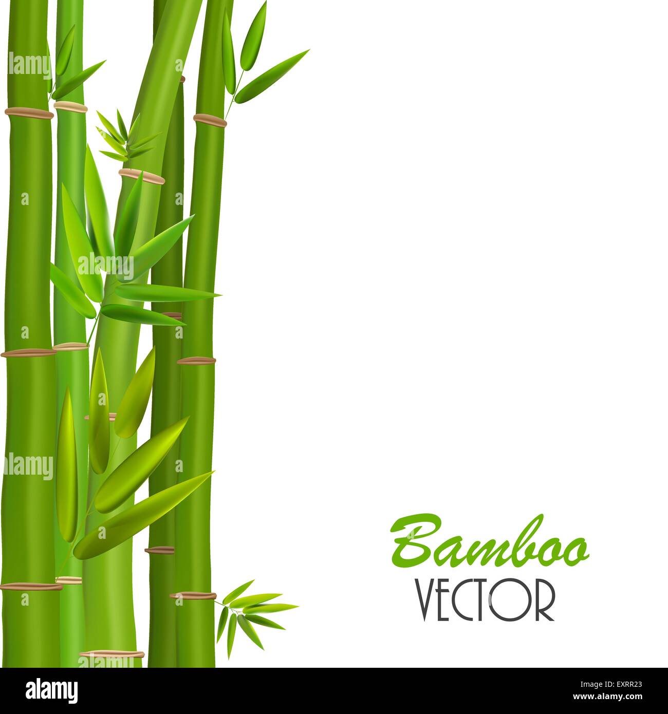Colorful Stems and Bamboo Leaves. Vector Illustration Stock Vector ...