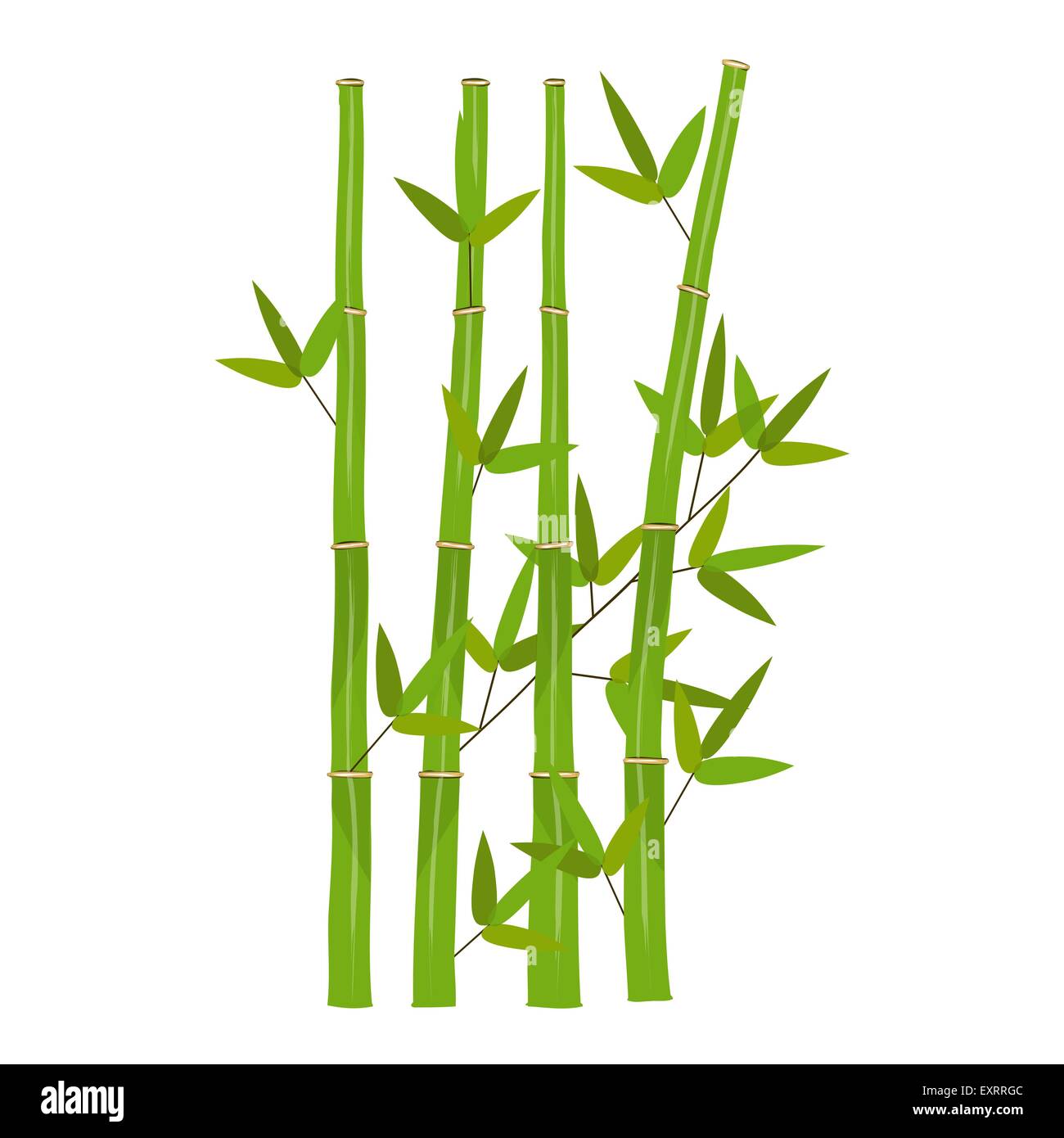 Colorful Stems and Bamboo Leaves. Vector Illustration Stock Vector ...