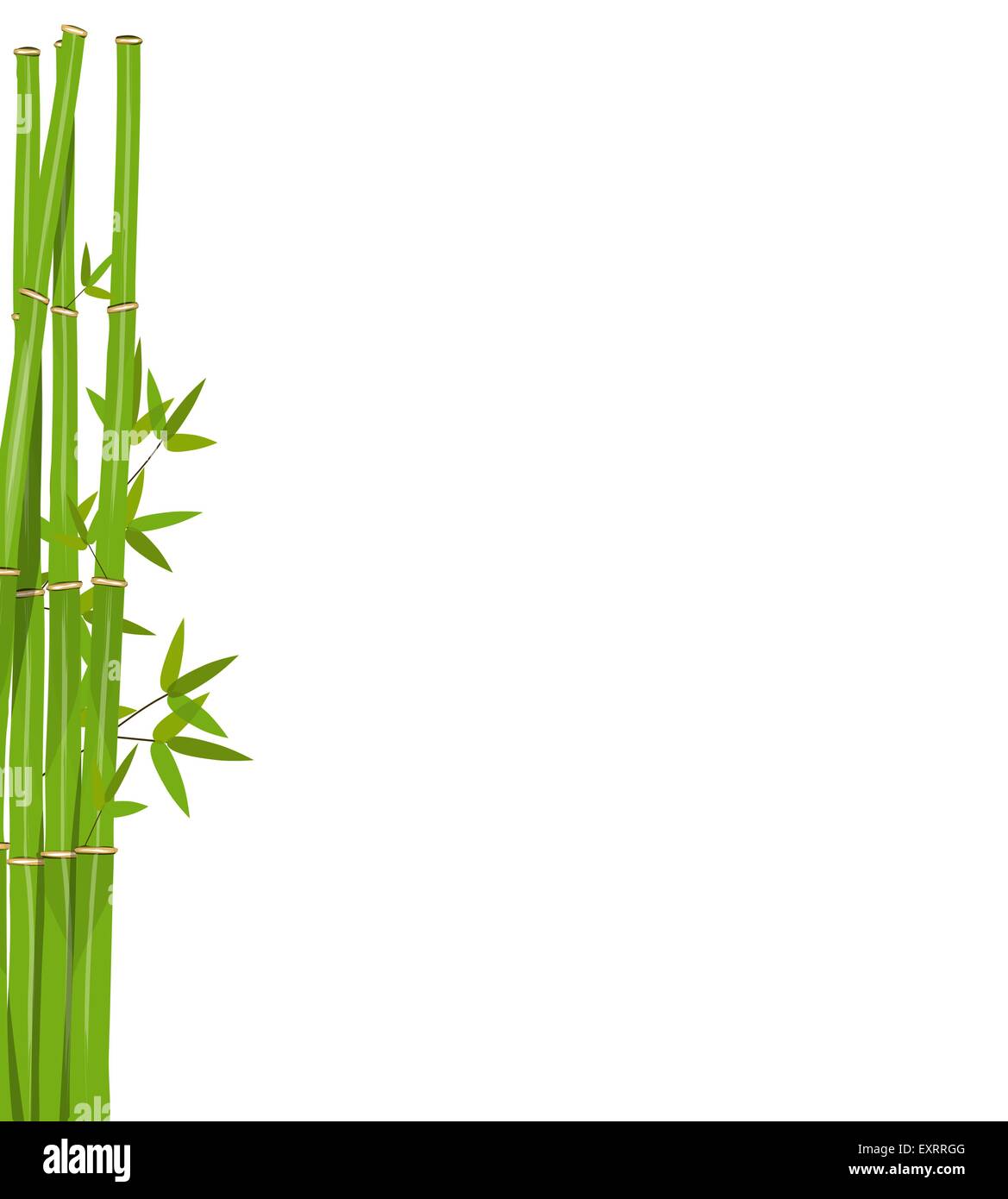 Colorful Stems and Bamboo Leaves. Vector Illustration Stock Vector ...