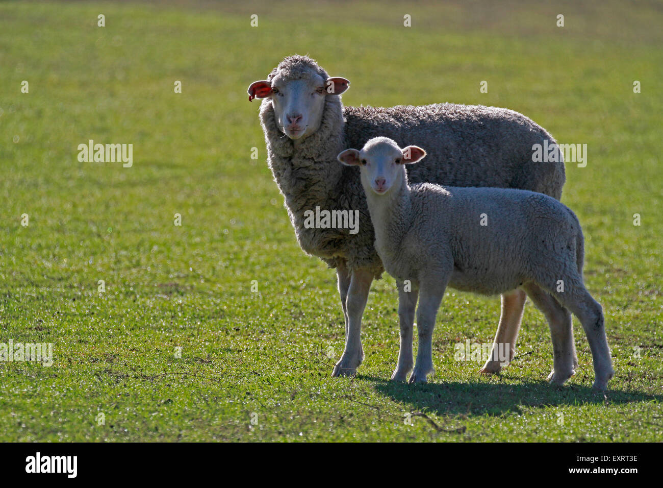 Ewe and lamb south africa hi-res stock photography and images - Alamy