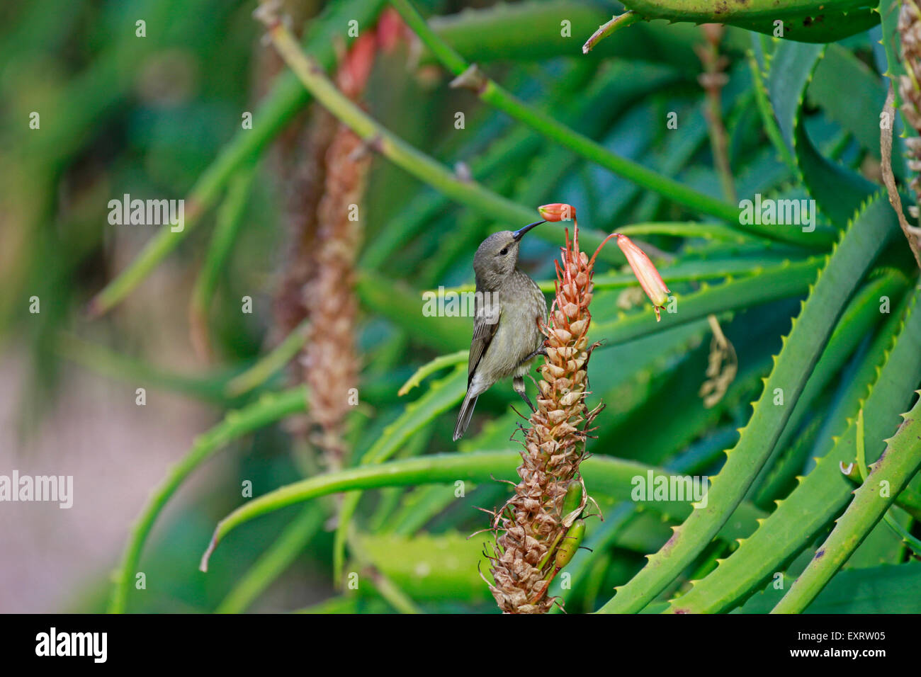 A female southern double-collared sunbird or lesser double-collared ...