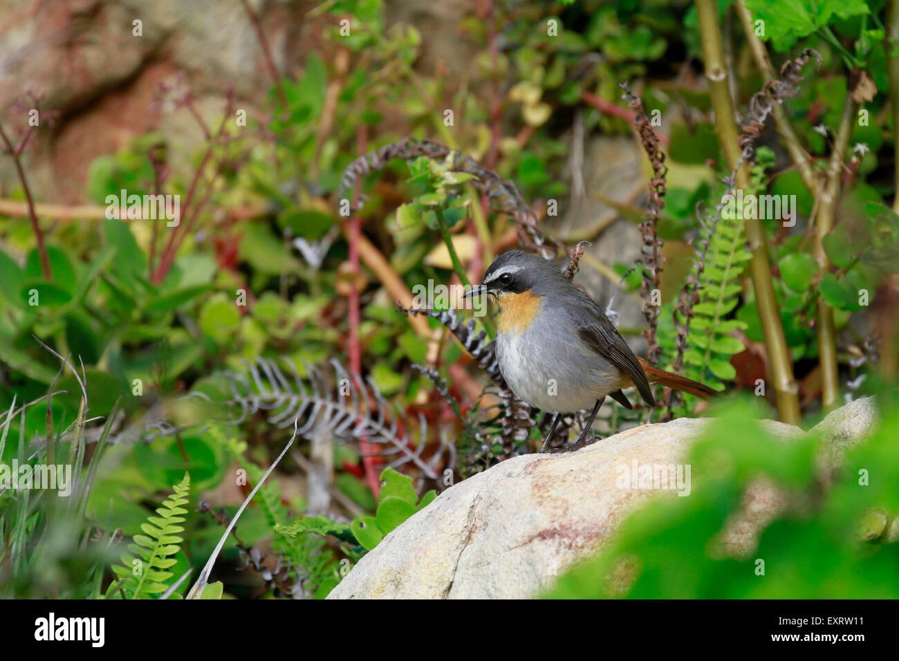 Robin chat cape hi-res stock photography and images - Alamy