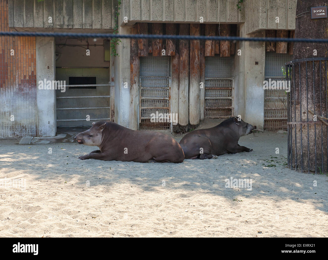 South American Tapir (Tapirus terrestris) in Ueno Zoo of Tokyo, Japan ...