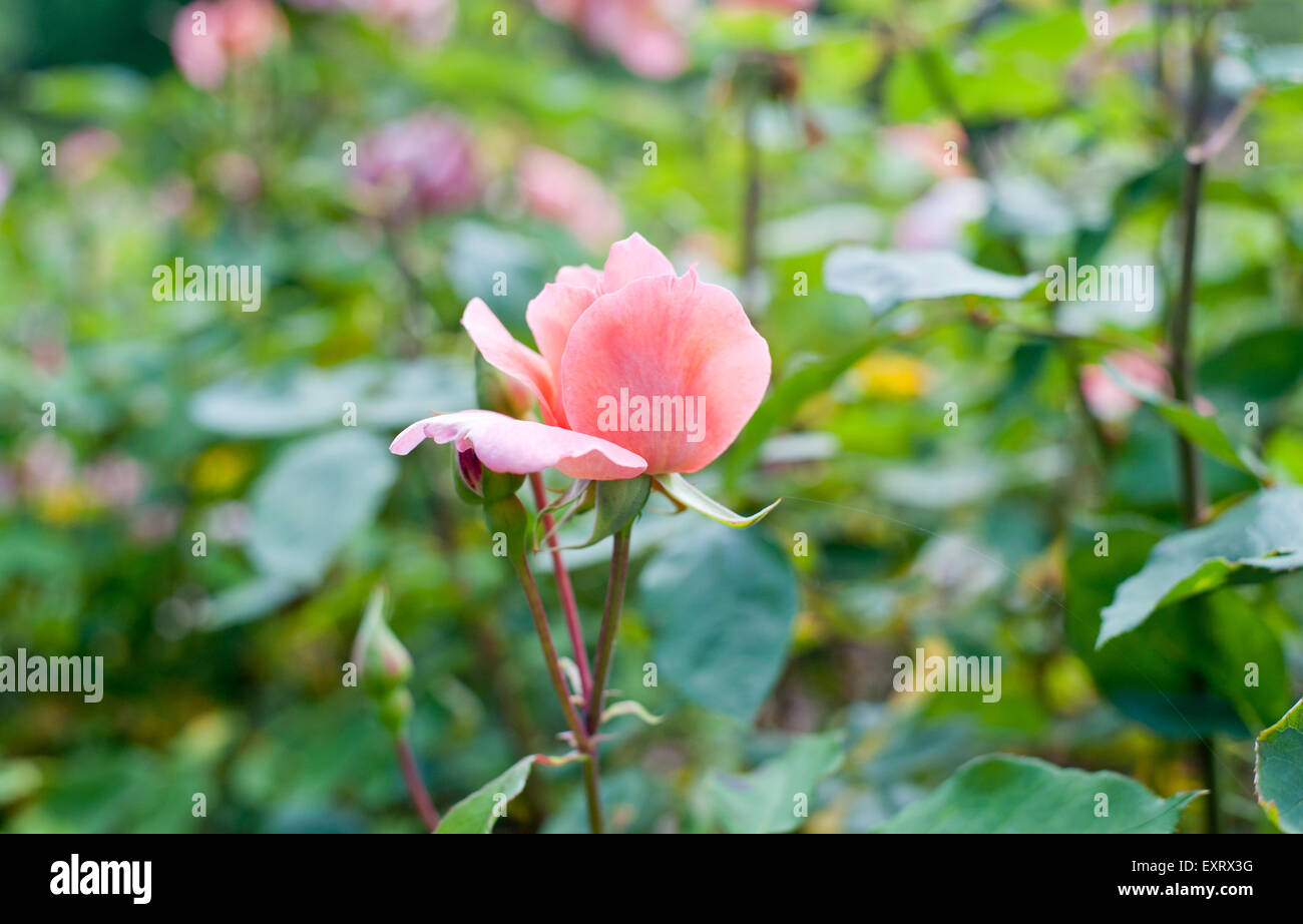 Beautiful pink roses in the garden Stock Photo - Alamy