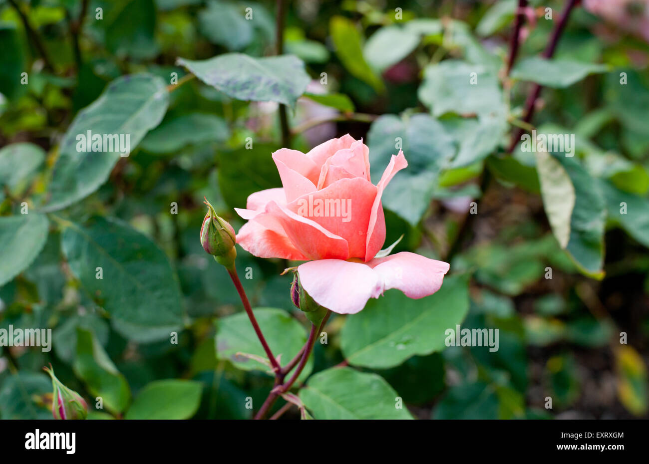 Beautiful pink roses in the garden Stock Photo - Alamy