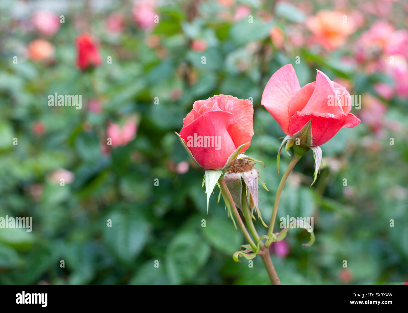 Two nice pink roses in the garden Stock Photo - Alamy