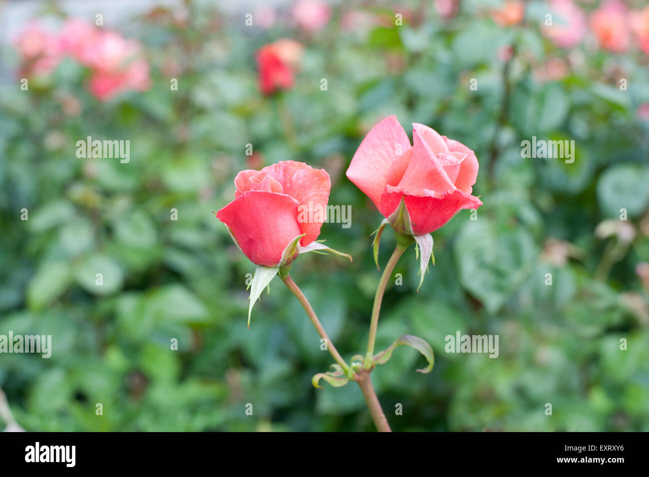 Two nice pink roses in the garden Stock Photo - Alamy