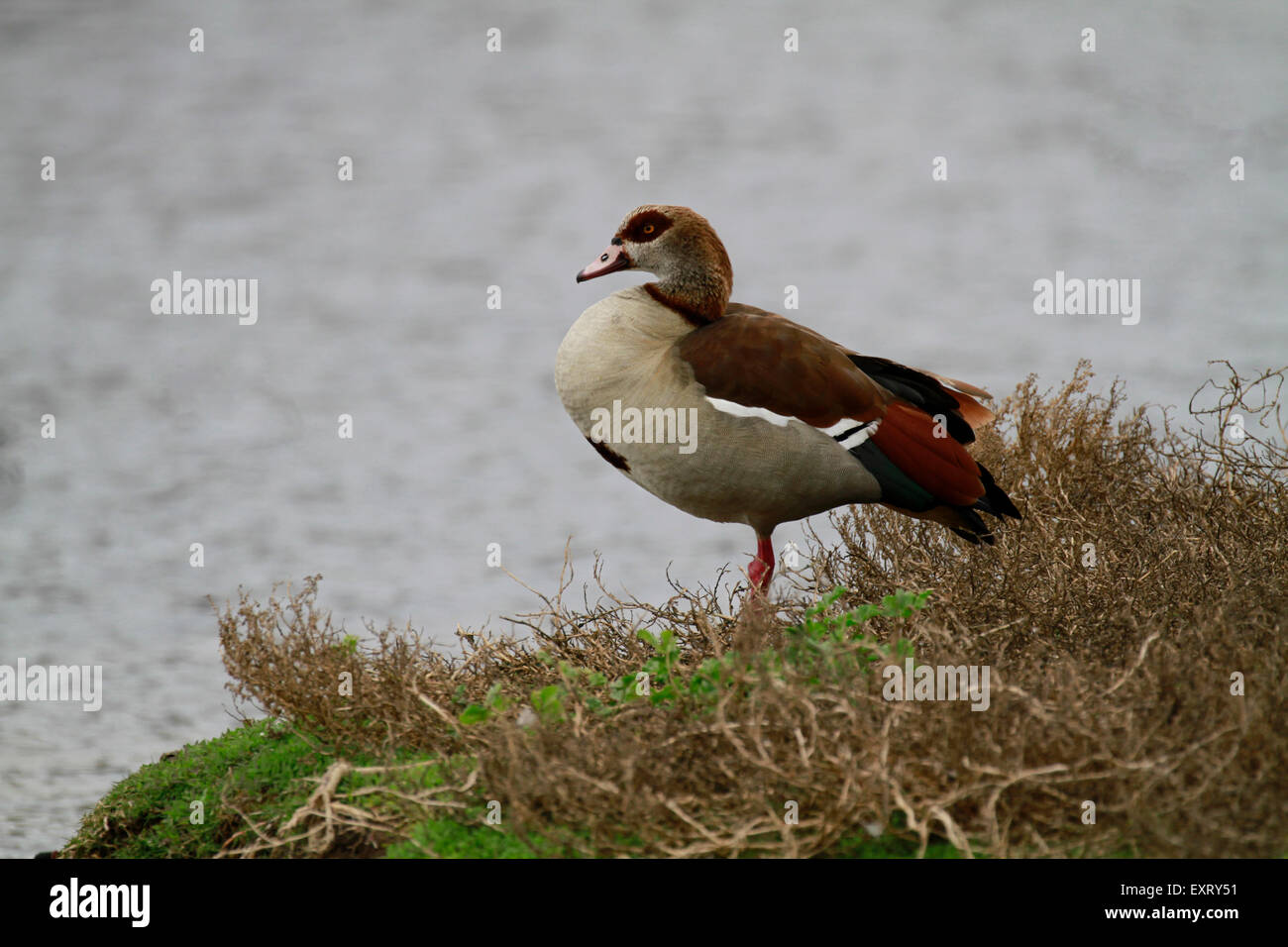 A Egyptian goose (Alopochen aegyptiaca) at Intaka bird sanctuary near ...