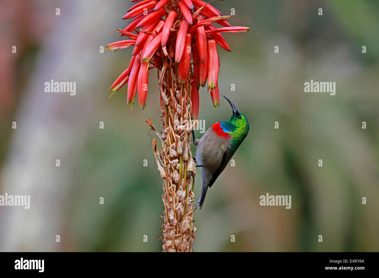 A southern double-collared sunbird or lesser double-collared sunbird ...