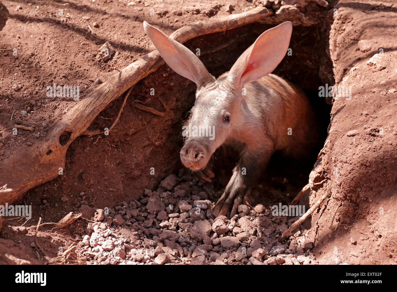 Orycteropus High Resolution Stock Photography and Images - Alamy