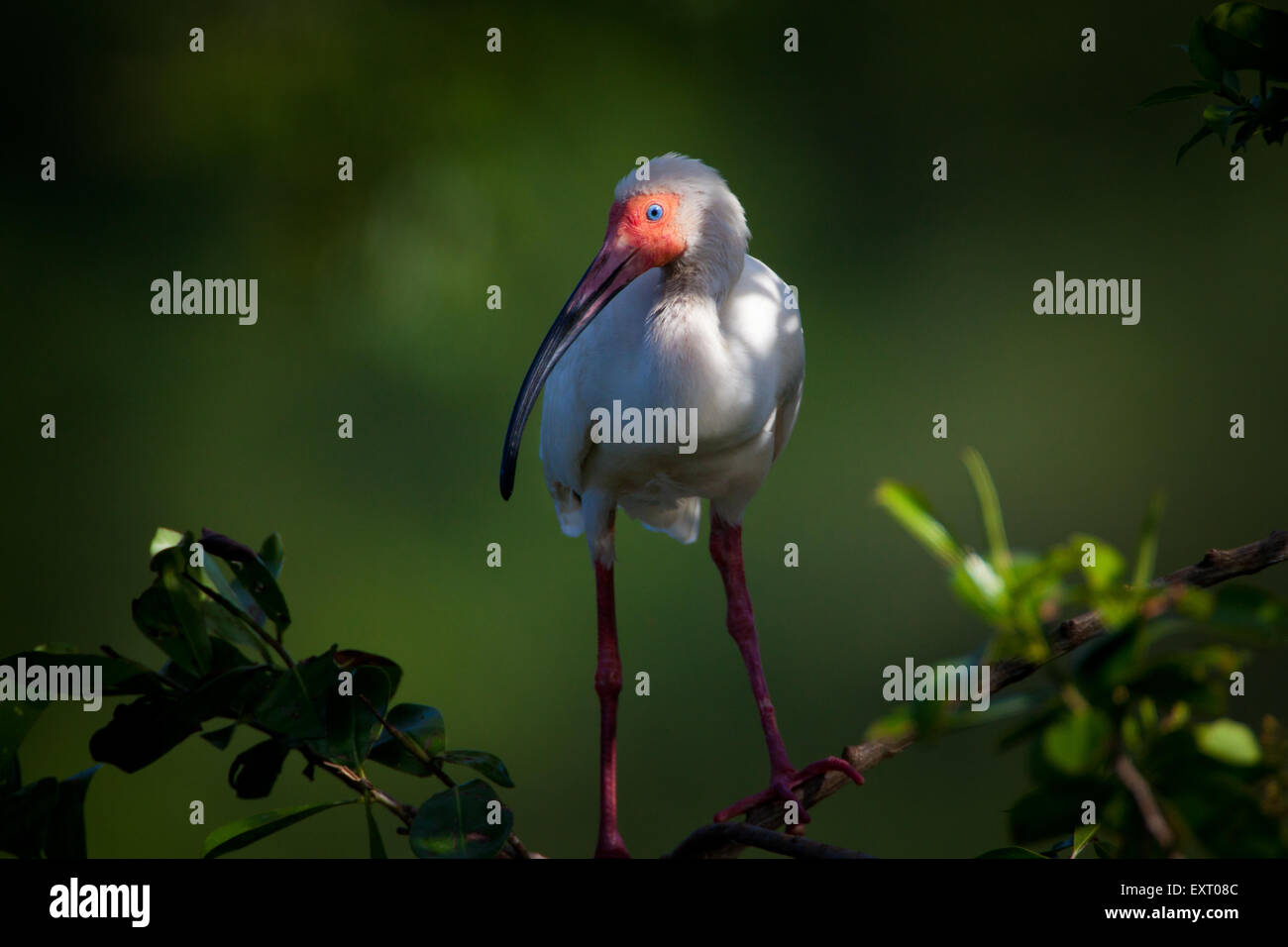Azuero peninsula hi-res stock photography and images - Alamy