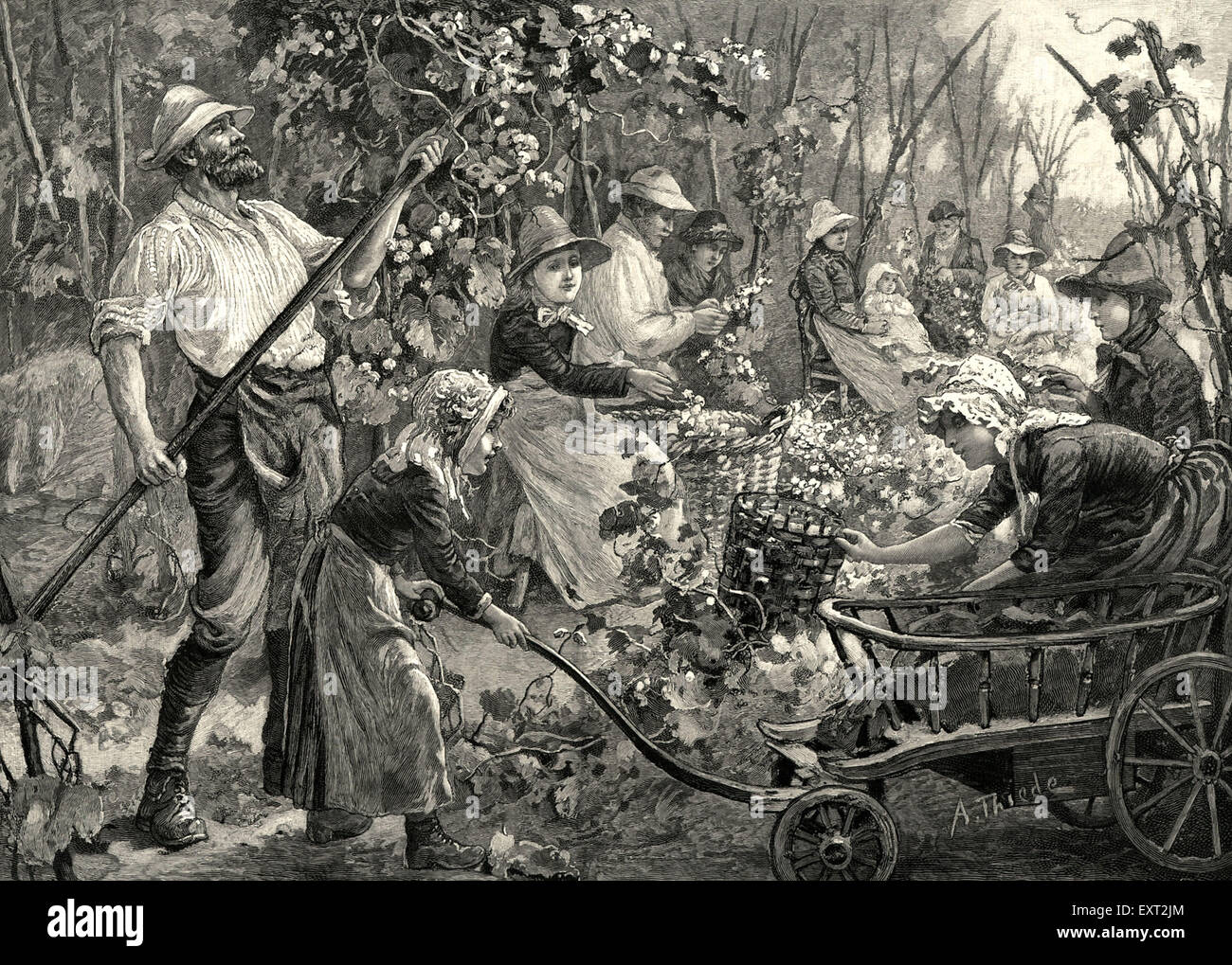 1890s agriculture hi-res stock photography and images - Alamy