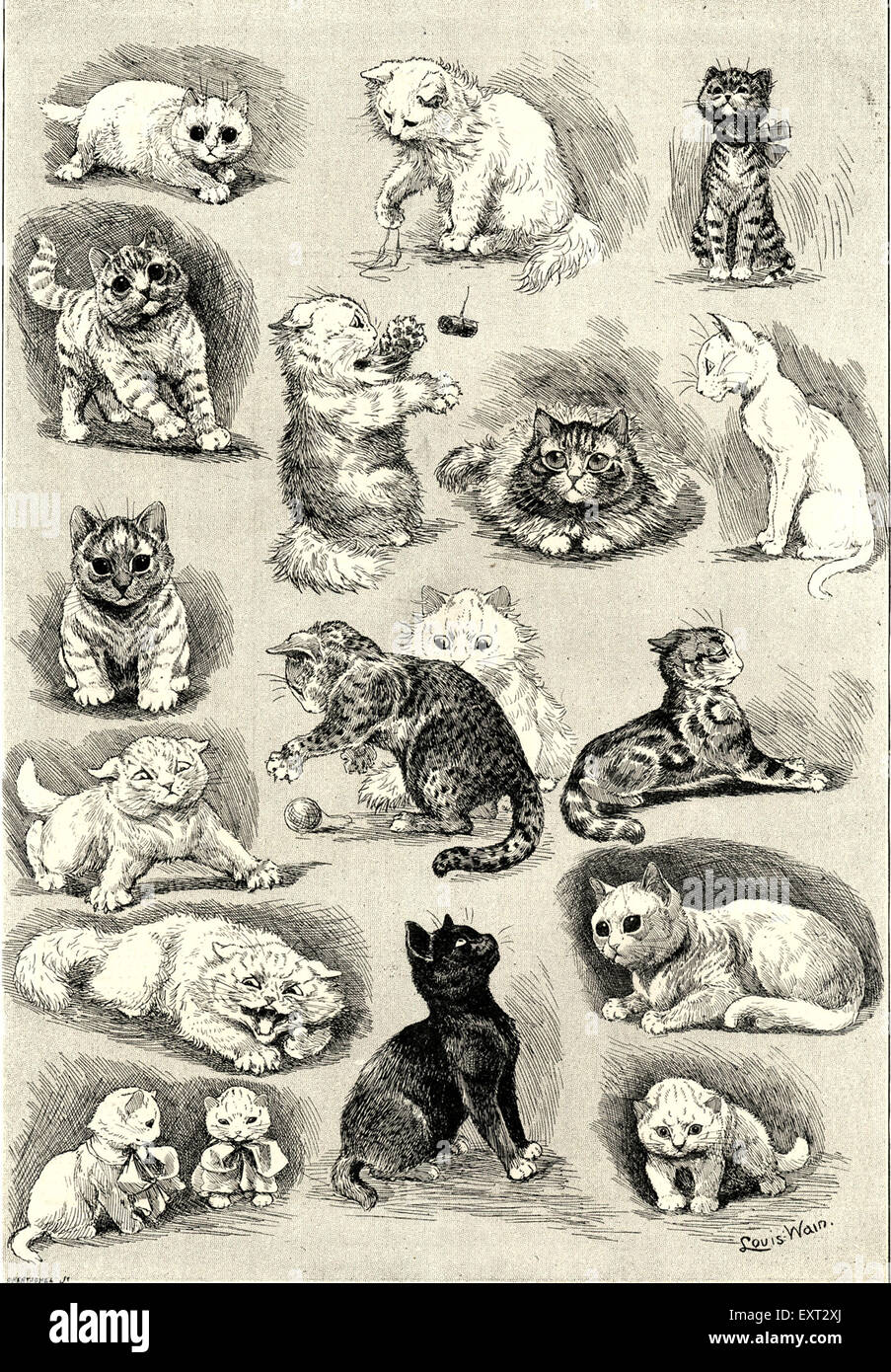 1890s UK Life at the Cats Show NLI Magazine Plate Stock Photo - Alamy