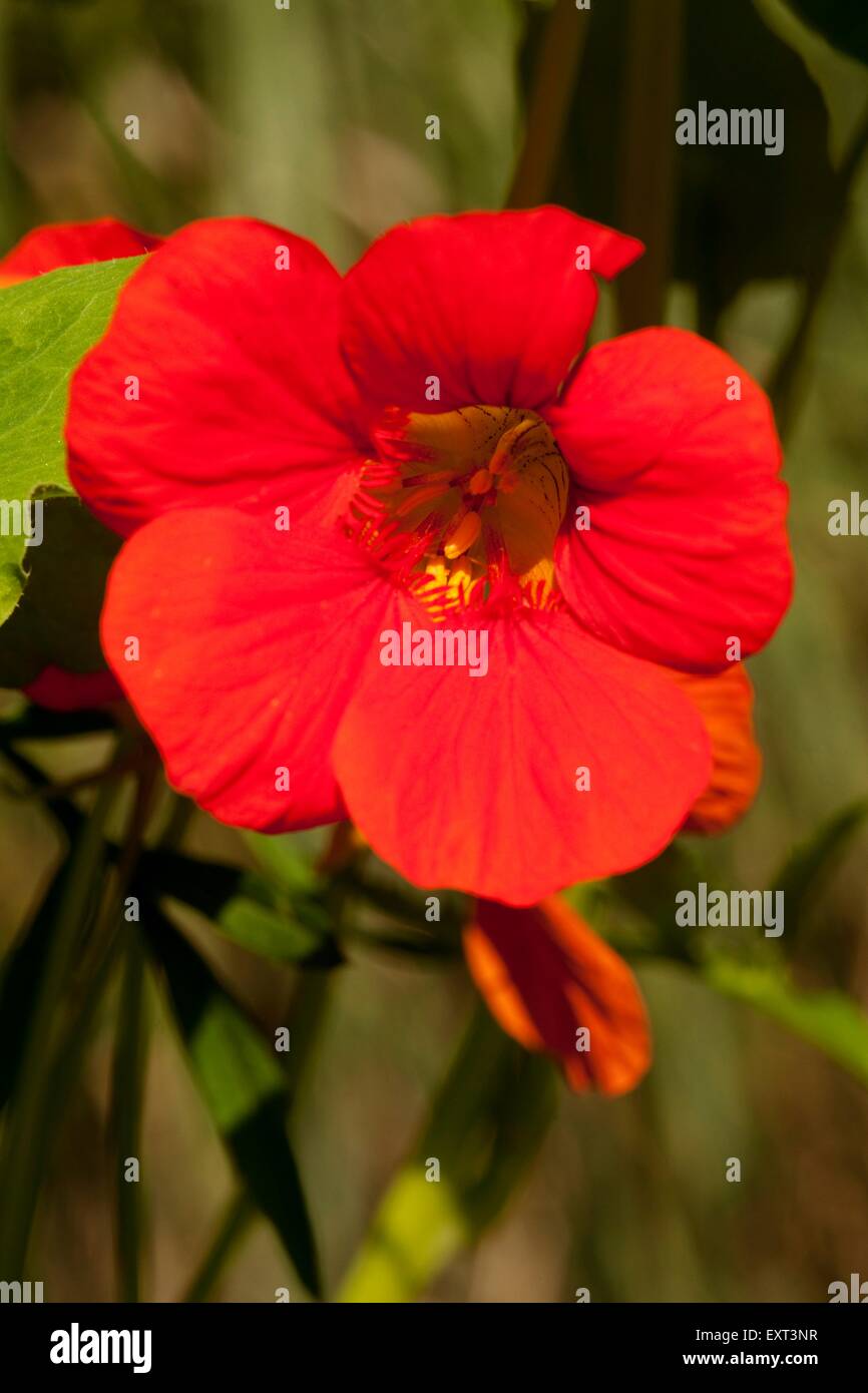 Tropaeolum majus (Nasturtium) bright red flower head Stock Photo - Alamy