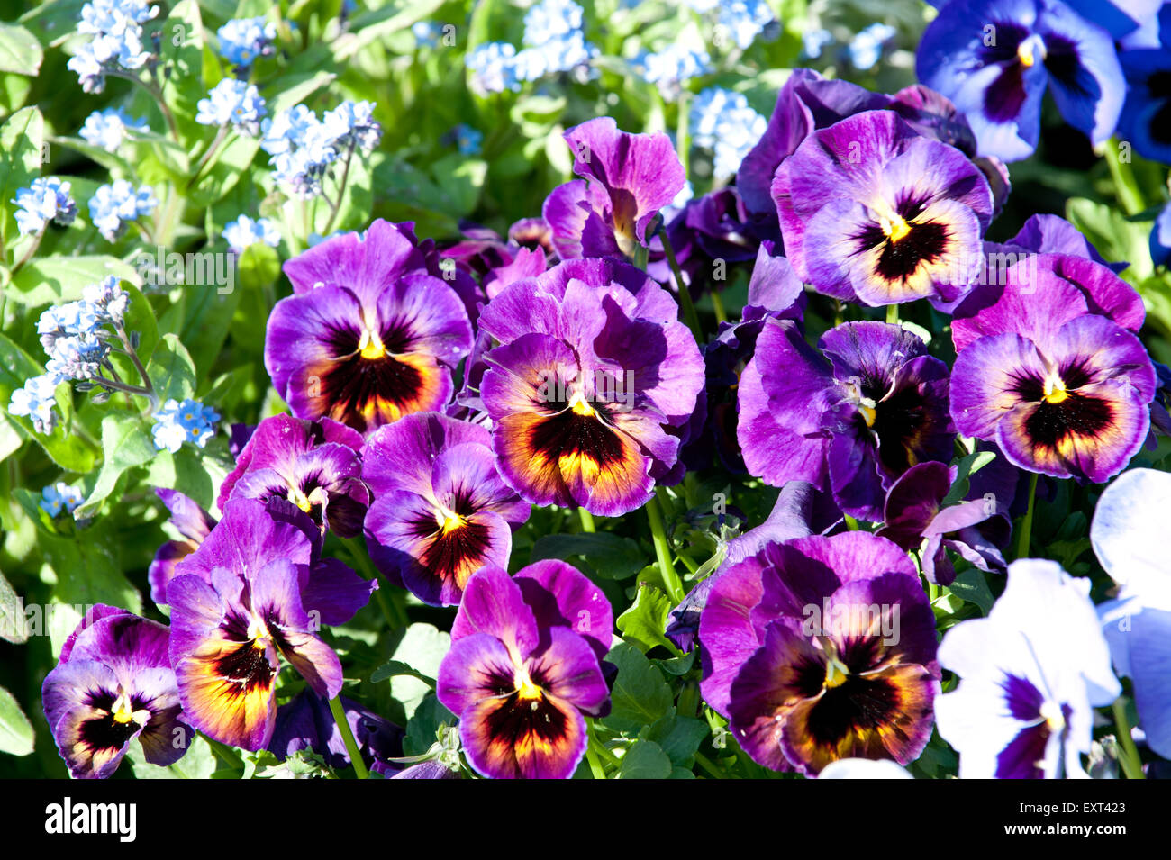 Violas or Pansies flowers Closeup in a Garden Stock Photo - Alamy