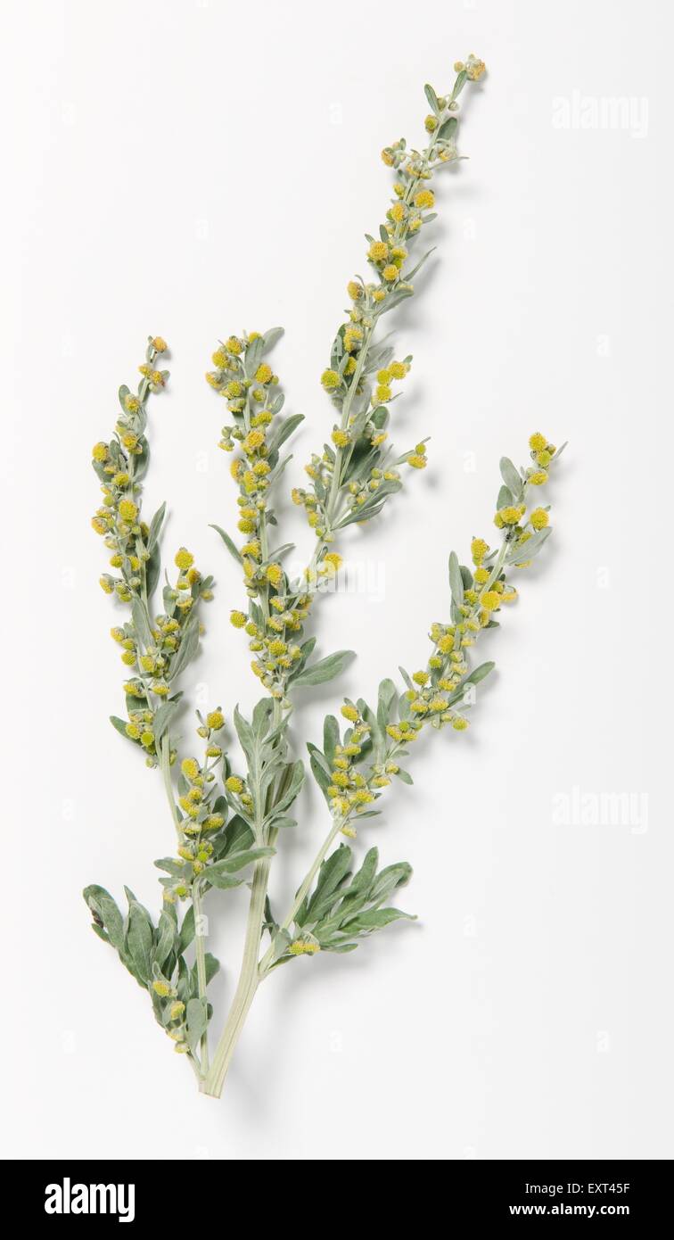 Wormwood flower hi-res stock photography and images - Alamy