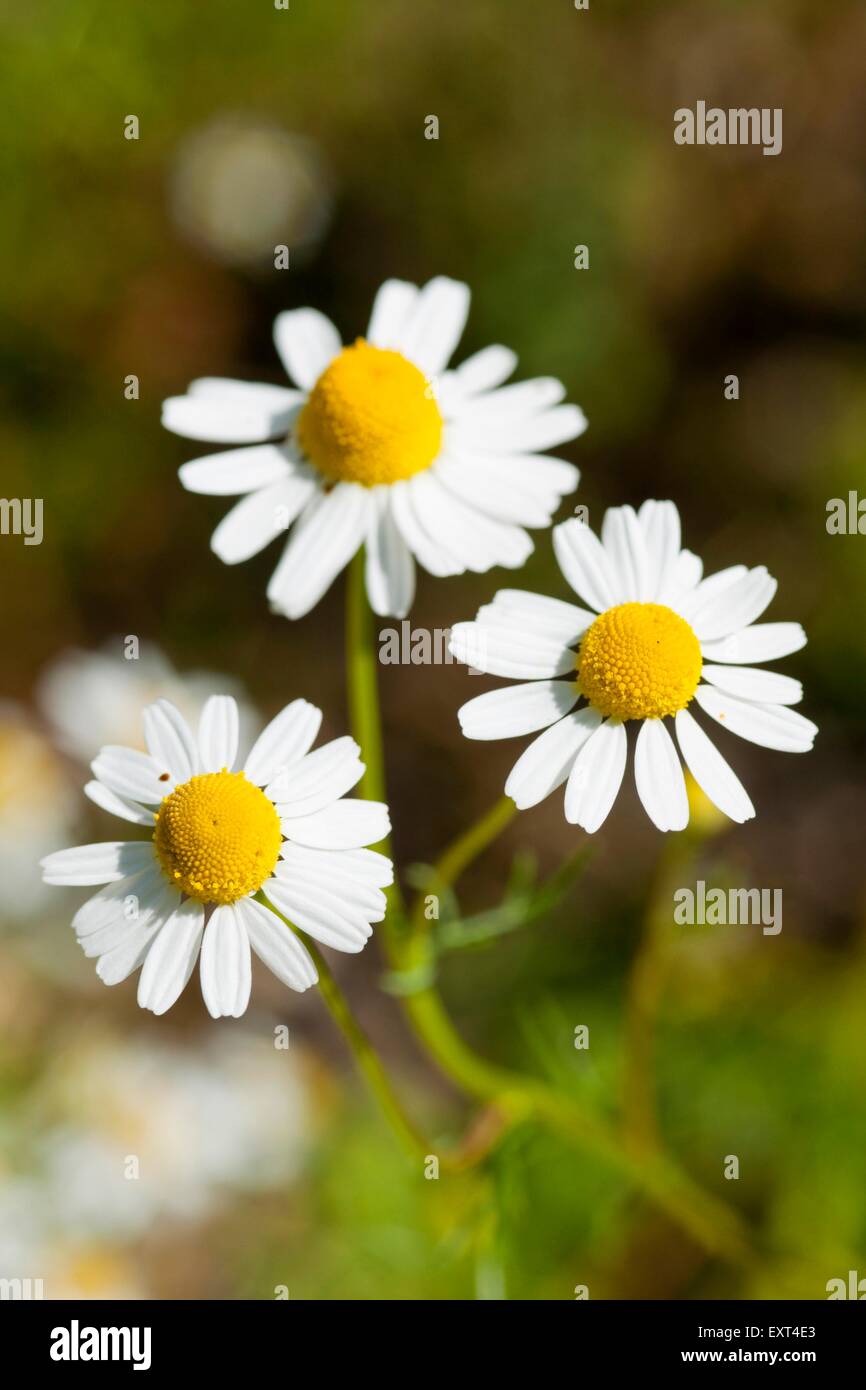 White matricaria flowers on hi-res stock photography and images - Alamy