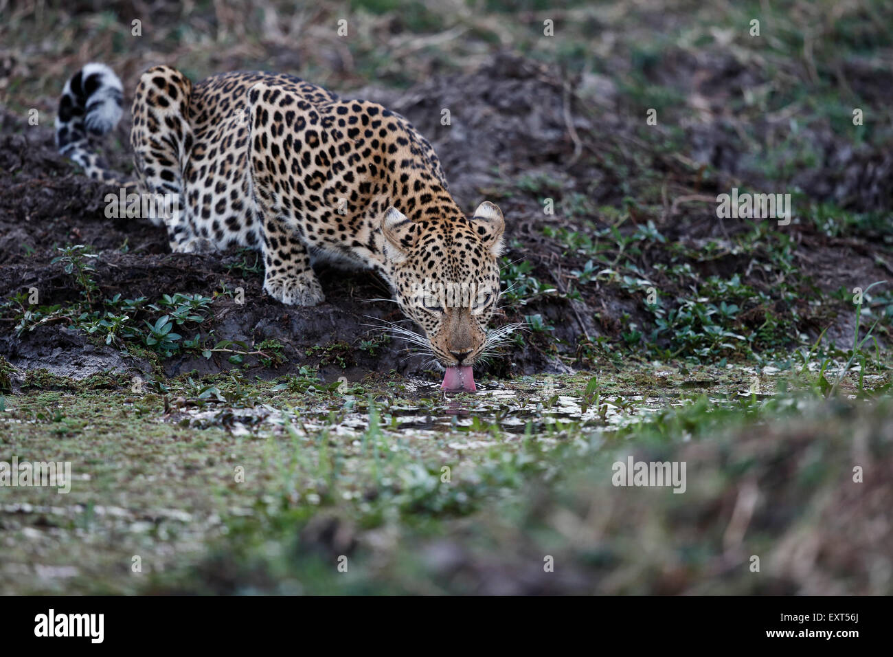 Drinking leopard. close-up with eye contact, South Luangwa Nationalpark ...