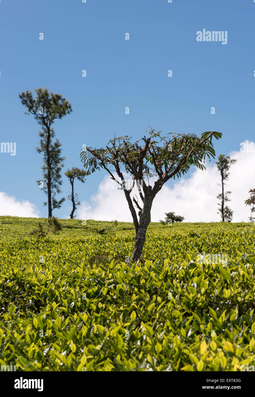 Trees at Dambatenne Tea Estate, Lipton's Seat, Sri Lanka Stock Photo ...