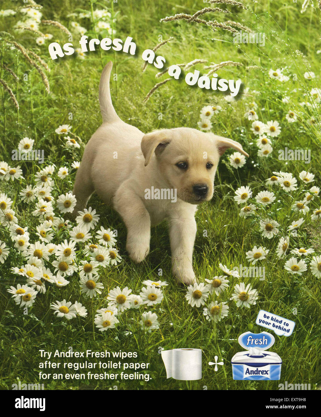 2000s UK Andrex Magazine Advert Stock Photo - Alamy