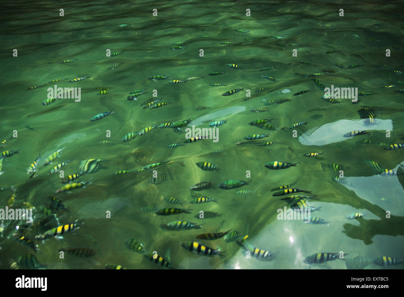 Fish clear sea hi-res stock photography and images - Alamy
