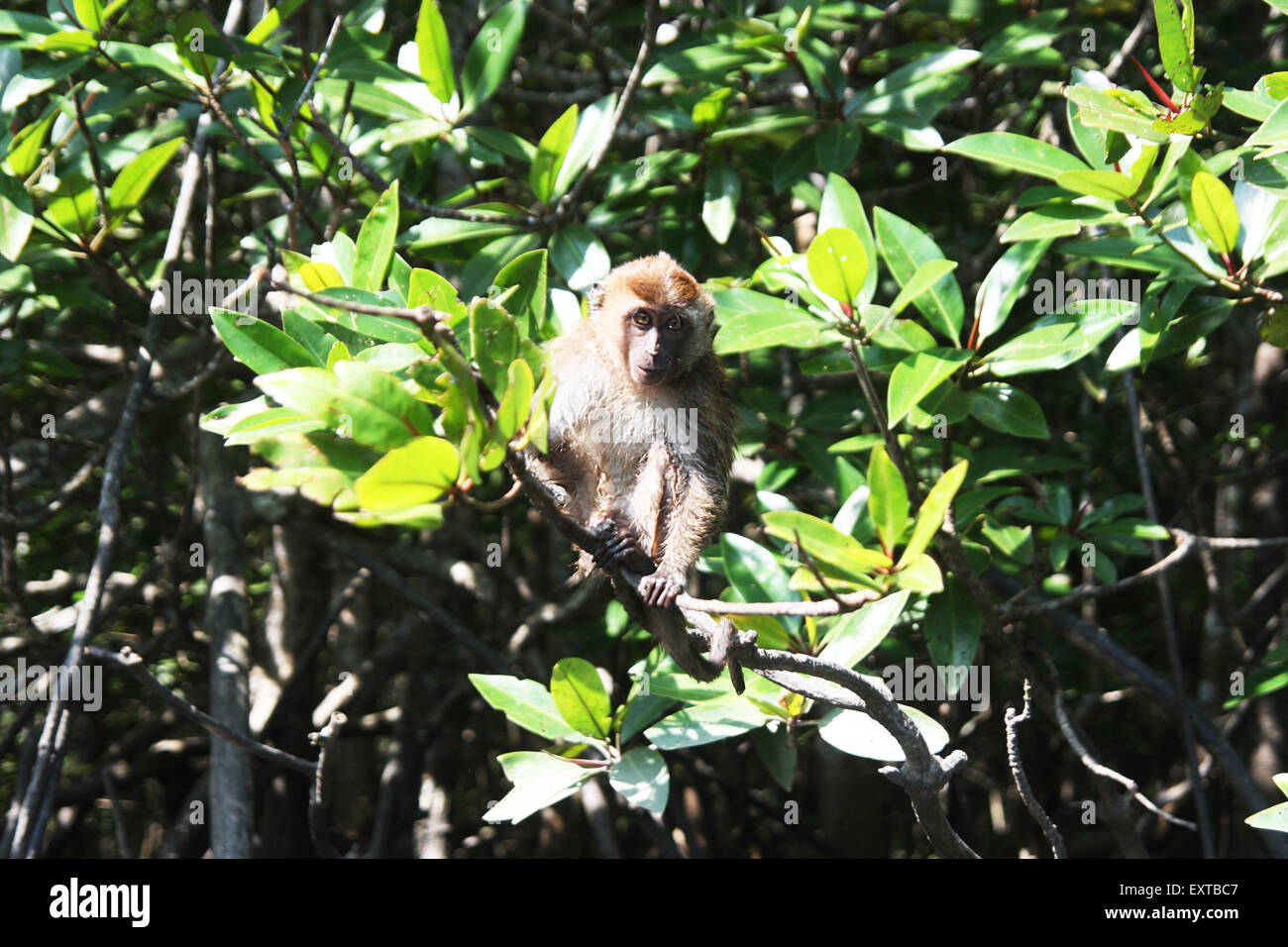 Young photogenic monkey in Langkawi Island Stock Photo - Alamy