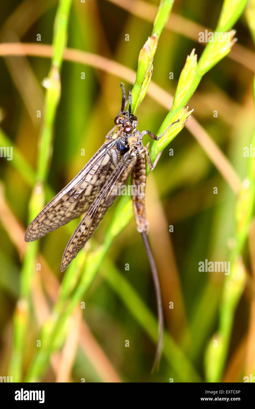 Shadfly hi-res stock photography and images - Alamy