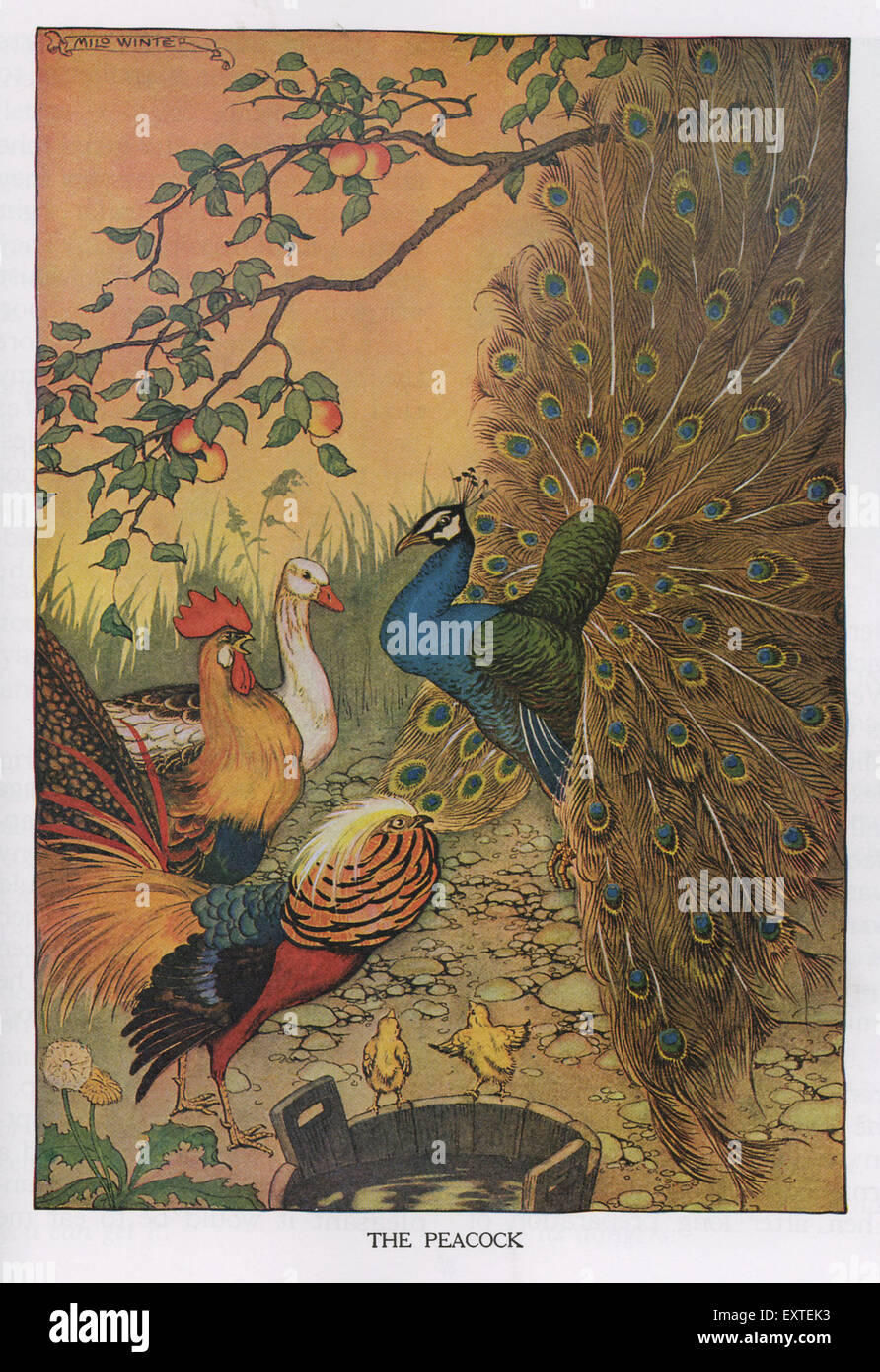 1910s USA Aesop's Fables Book Plate Stock Photo - Alamy