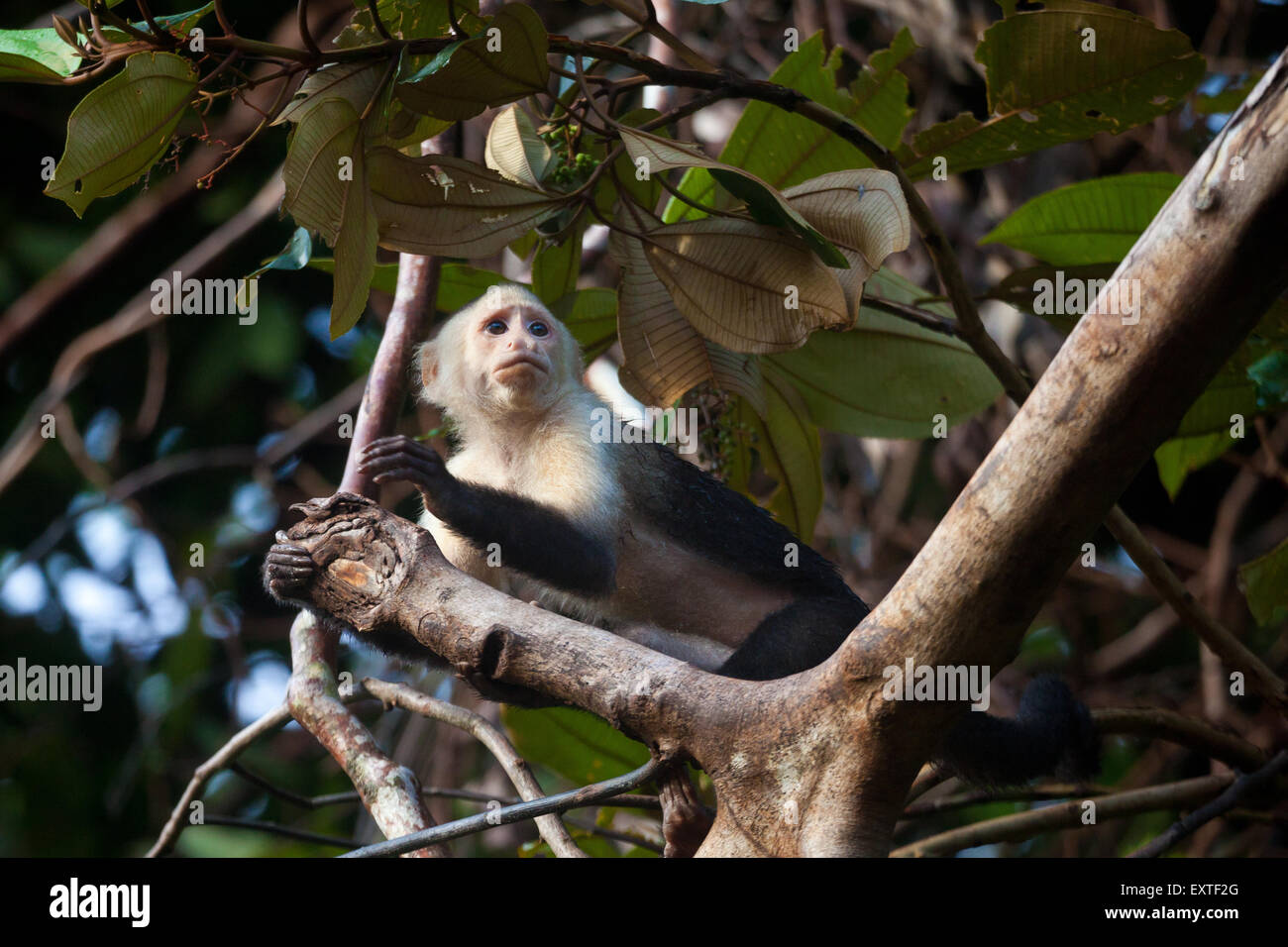 Cebus capucinus imitator hi-res stock photography and images - Alamy