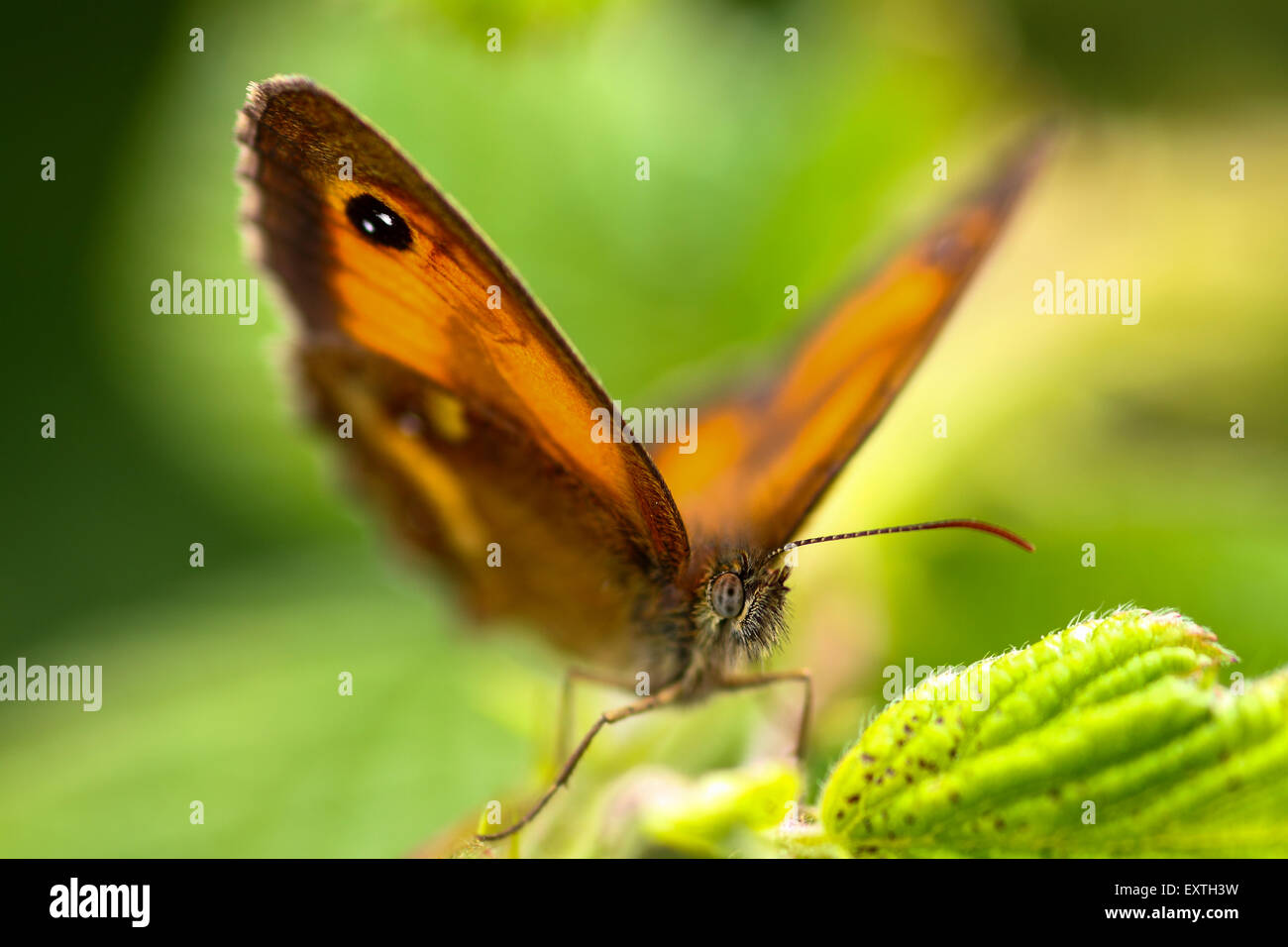 Gatekeeper butterfly art hi-res stock photography and images - Alamy