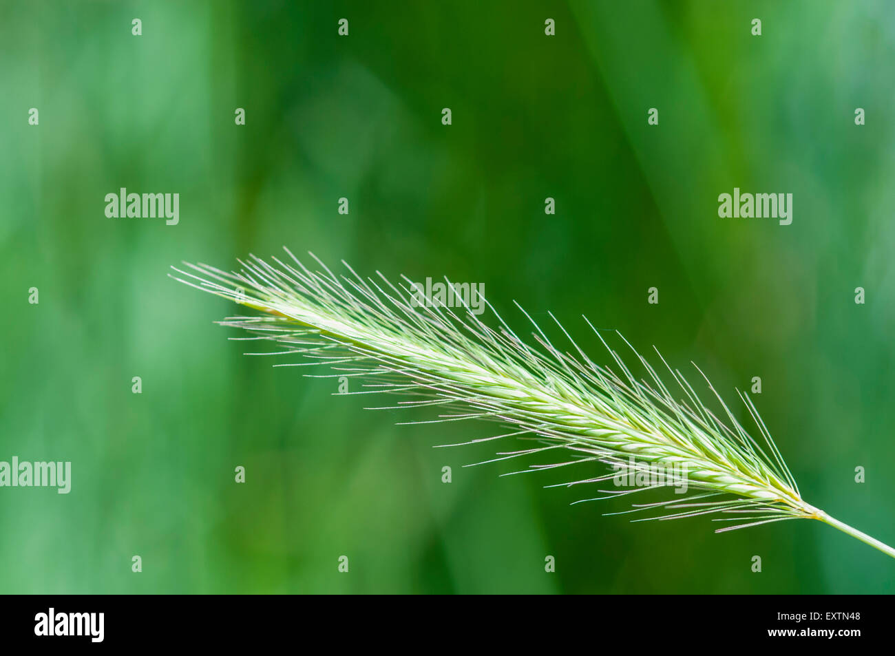 Inflorescence of Wall Barley Stock Photo - Alamy