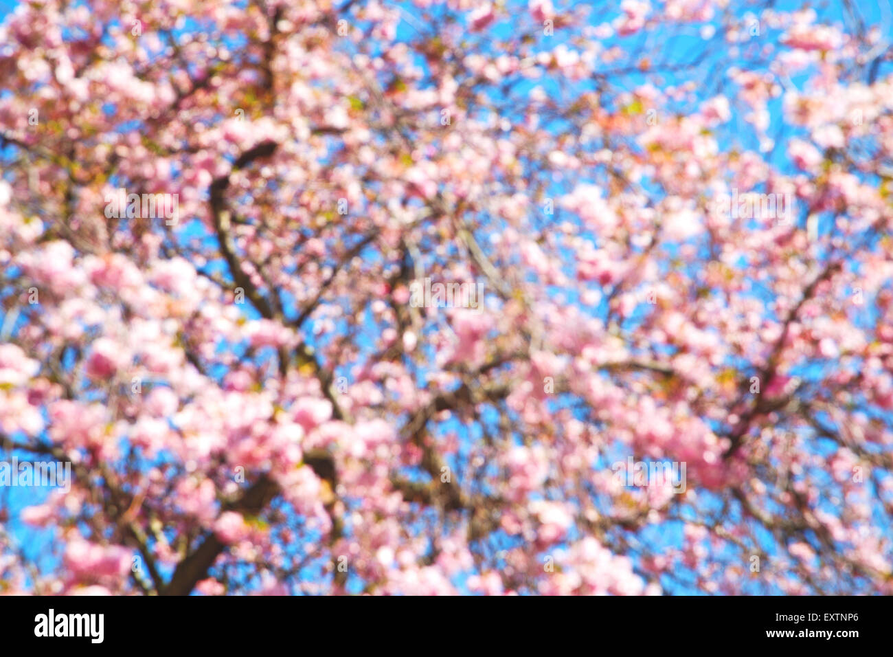 in london park the pink tree and blossom flowers natural Stock Photo ...