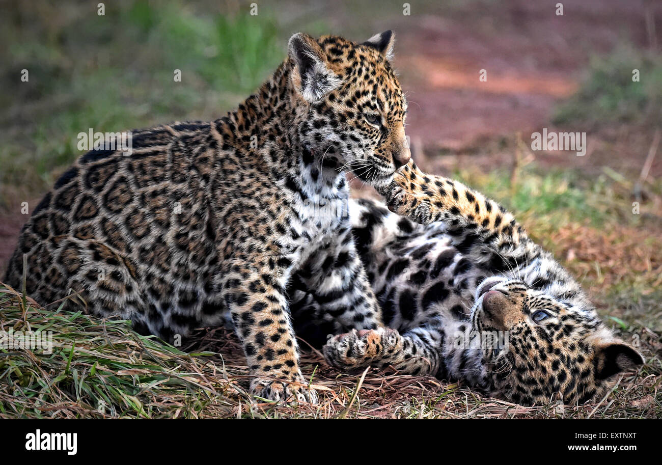 Jaguar cubs at play Stock Photo - Alamy