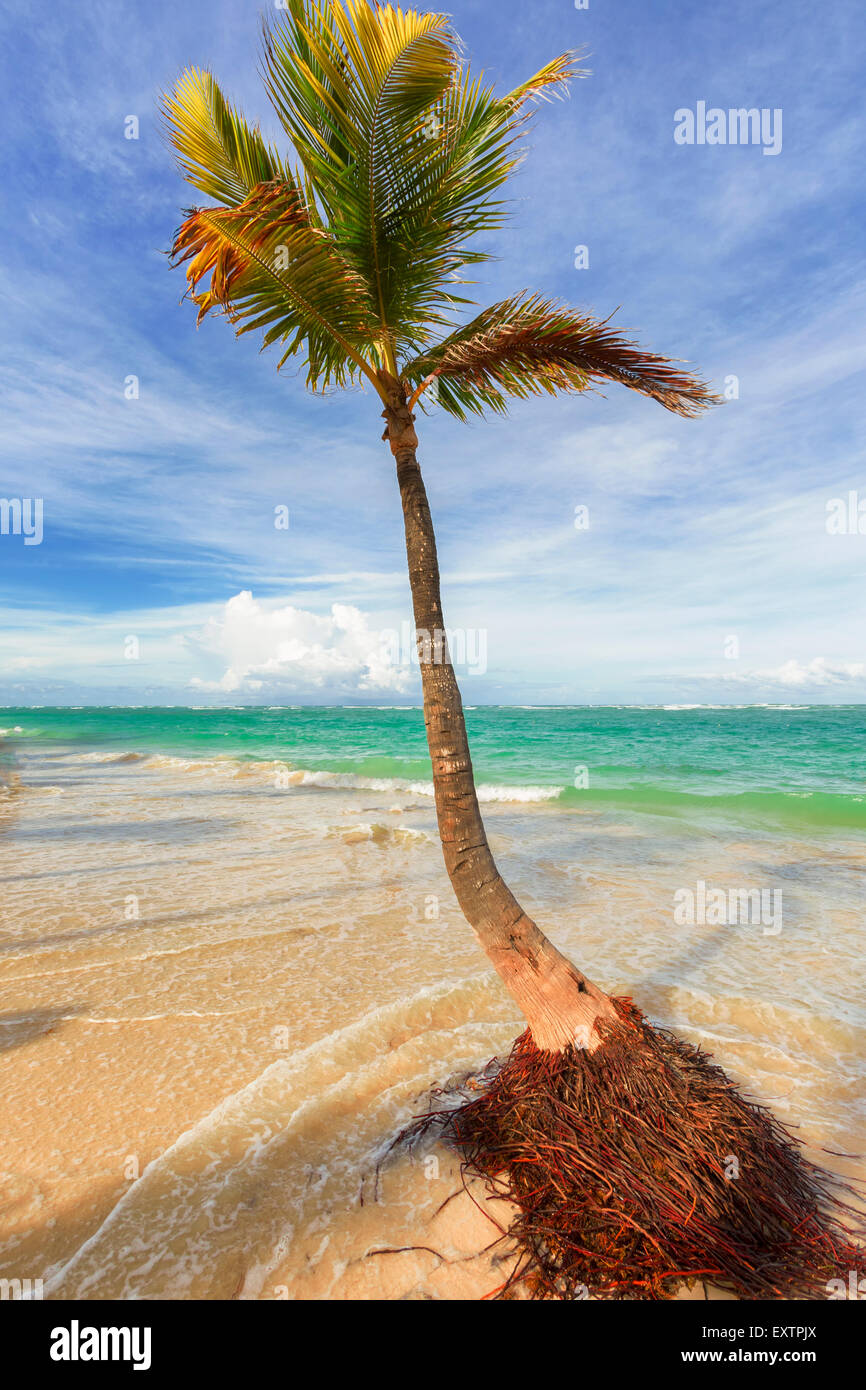 View of Caribbean beach with palm trees Stock Photo - Alamy
