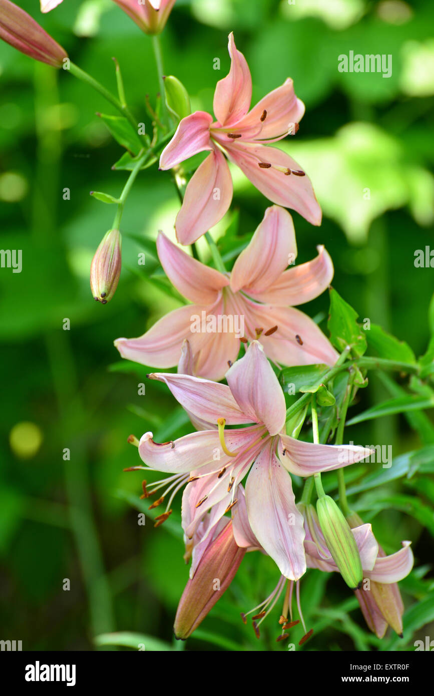 A Beautiful pink lilies in the garden Stock Photo - Alamy