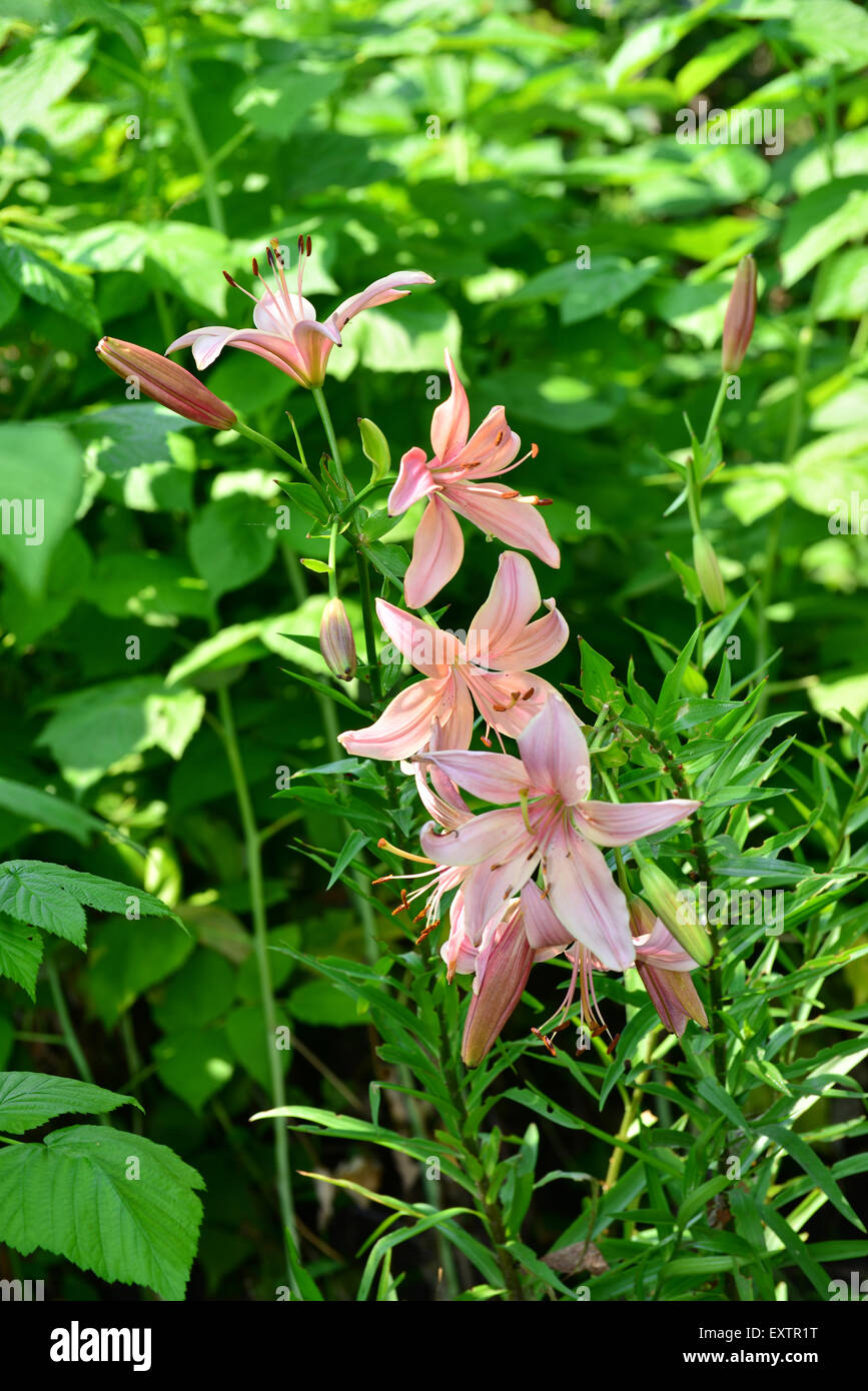 A Beautiful pink lilies in the garden Stock Photo - Alamy