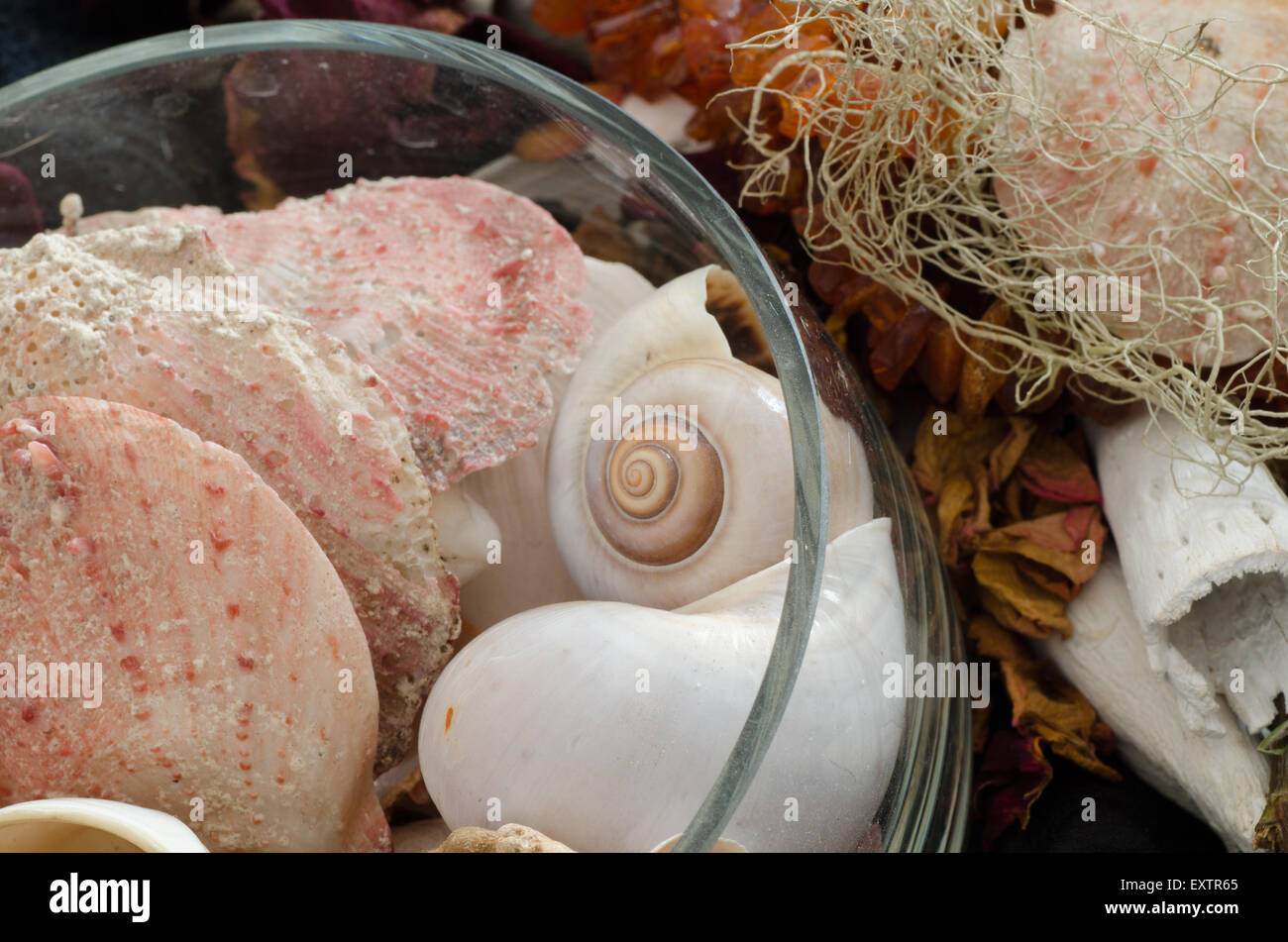 still life with shells in glass vessel Stock Photo - Alamy