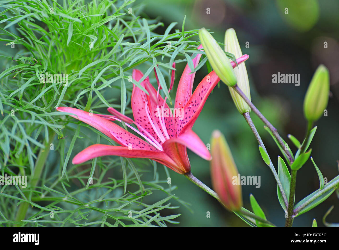 A Beautiful pink lilies in the garden Stock Photo - Alamy