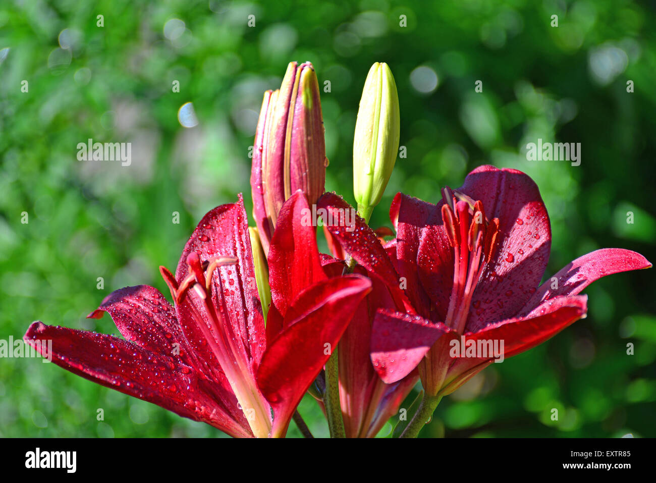 A Beautiful red lilies in the garden Stock Photo - Alamy