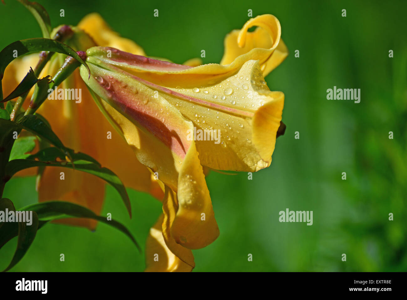 Beautiful blossoming yellow lily hi-res stock photography and images ...