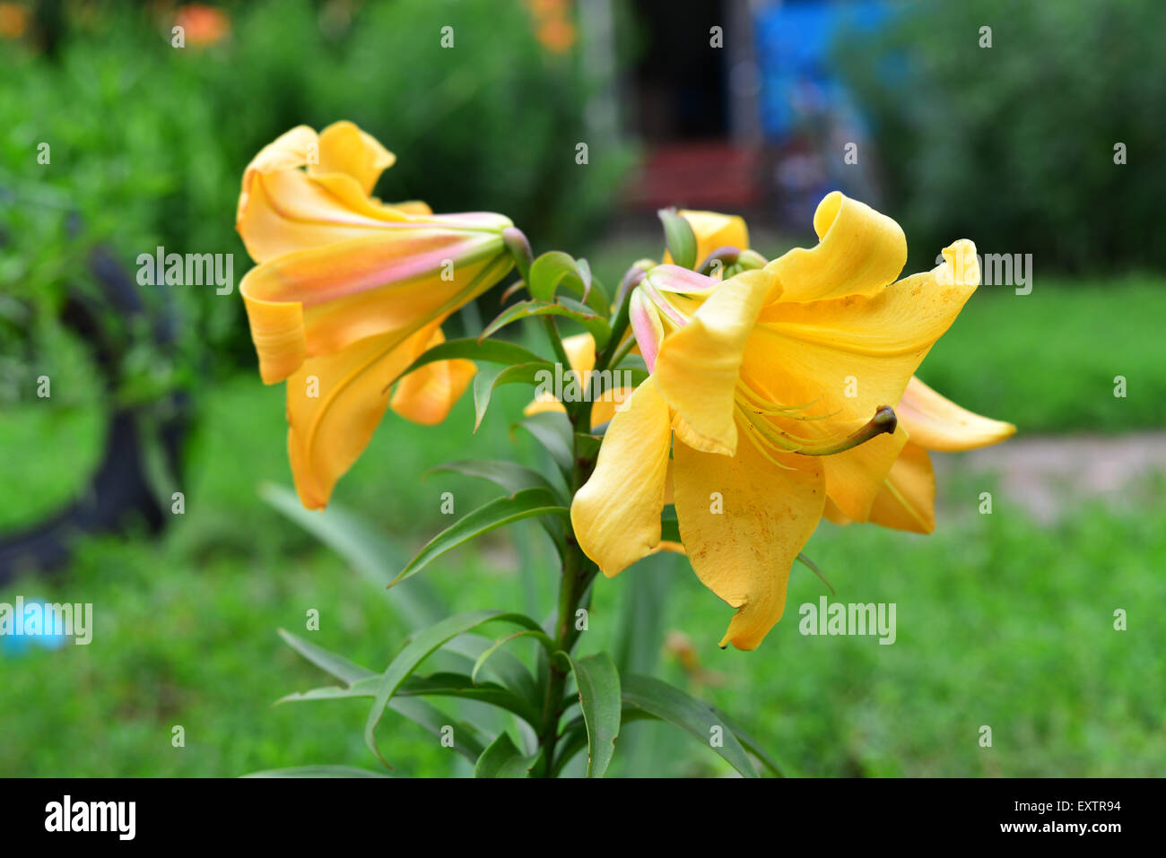 Lily flower garden hi-res stock photography and images - Alamy